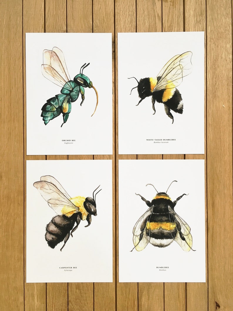 Bumblebee Bees Bee Print Bee Collection Home Decor Giclee - Etsy UK