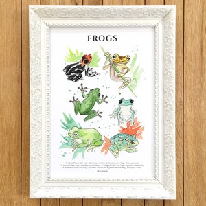 Frogs Poster Watercolour Illustration Frogs species Nursery | Etsy