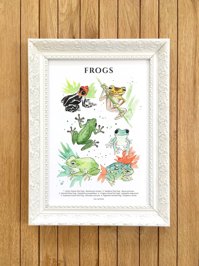 Frogs Poster Watercolour Illustration Frogs Species Nursery | Etsy