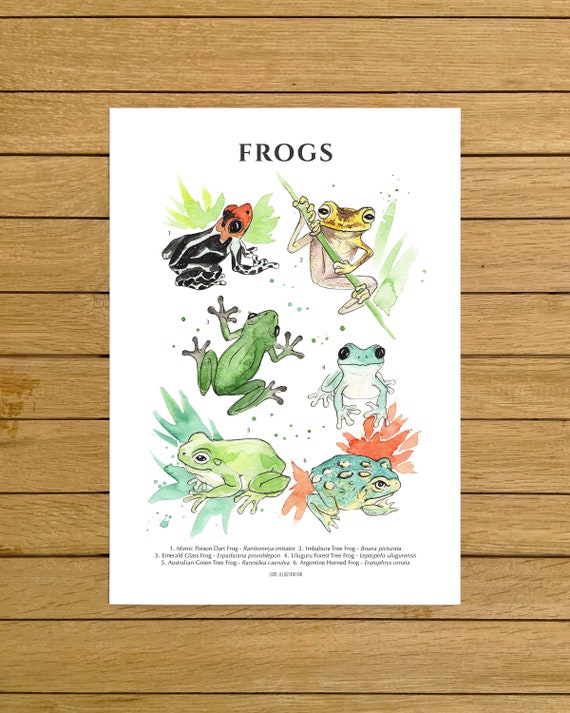 Frogs Poster Watercolour Illustration Frogs Species Nursery | Etsy