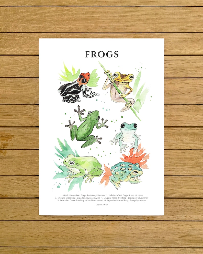 Frogs Poster Watercolour Illustration Frogs species Nursery | Etsy