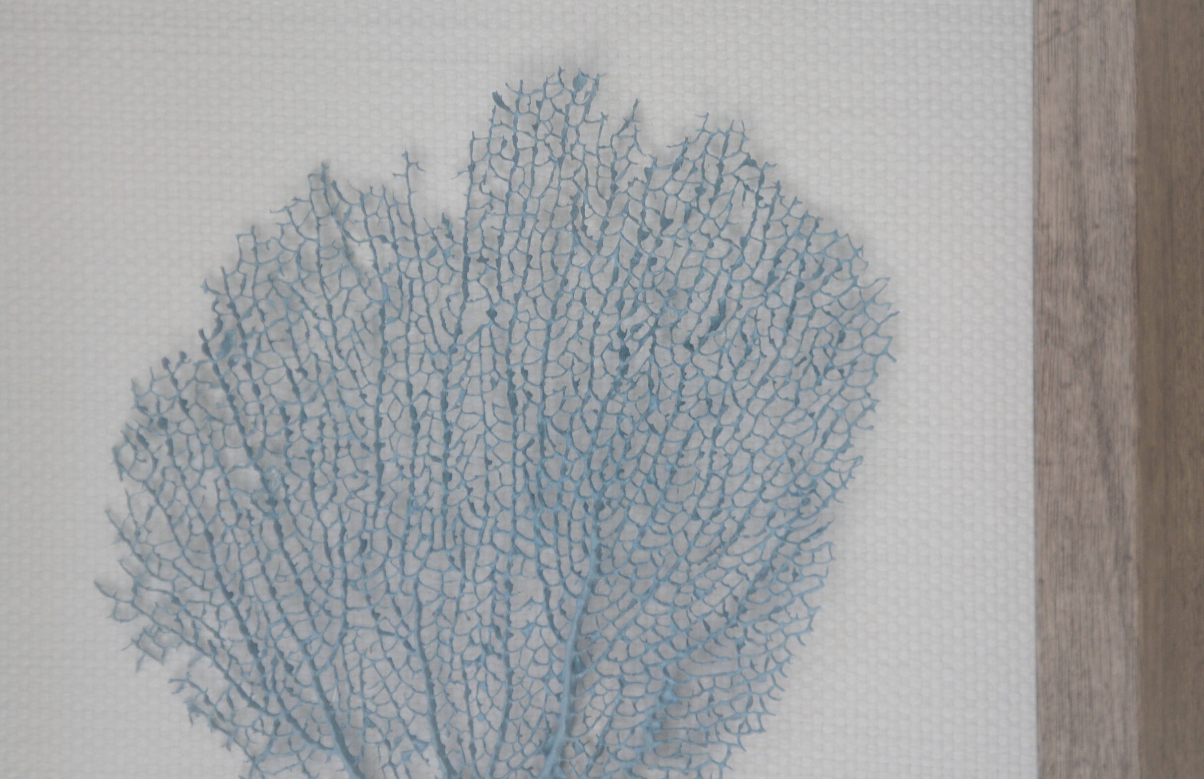 Pair of Framed Sea Fans in French Blue - Etsy