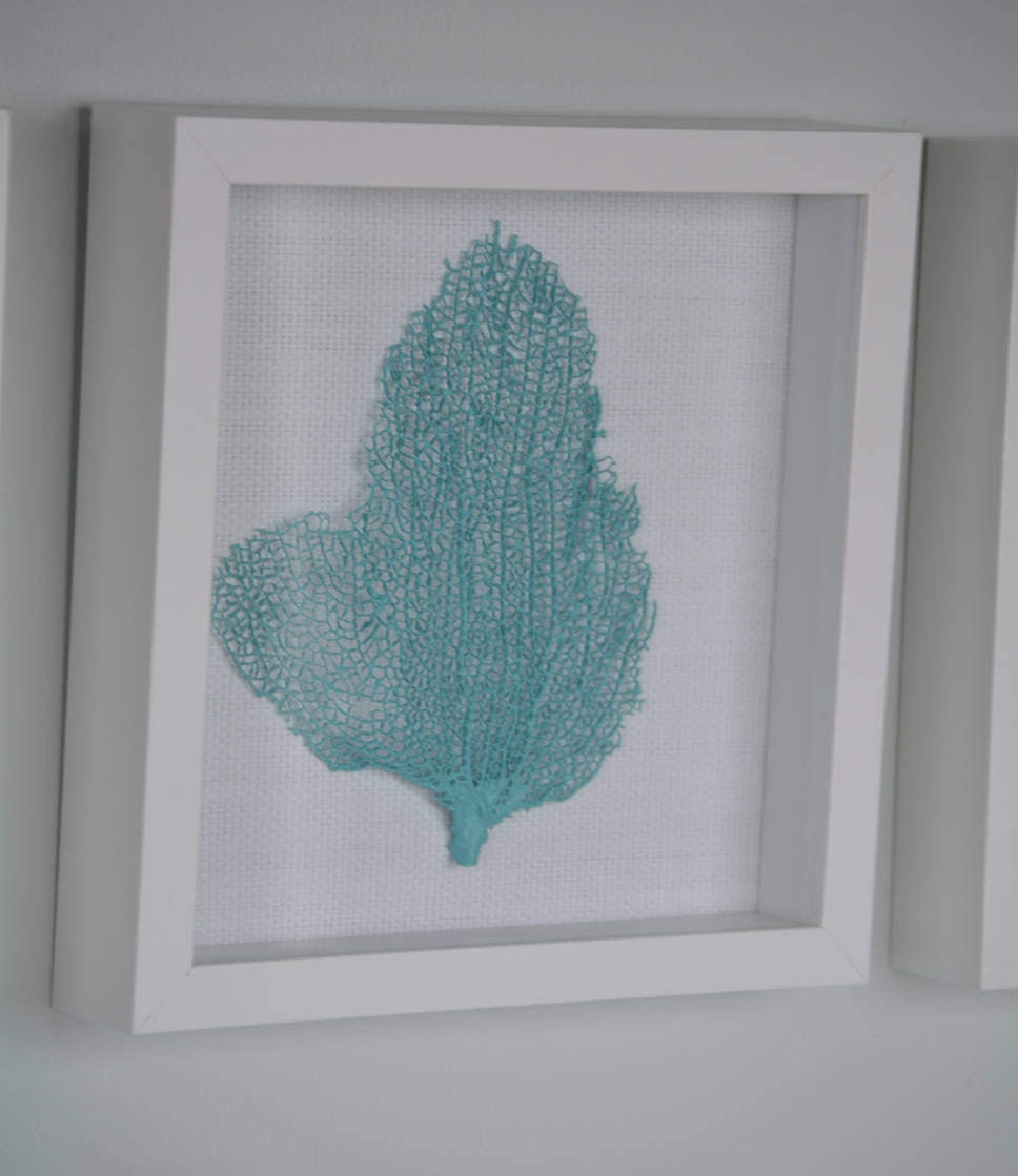 Set of 3 Framed Sea Fans, the Sea Glass Collection - Etsy