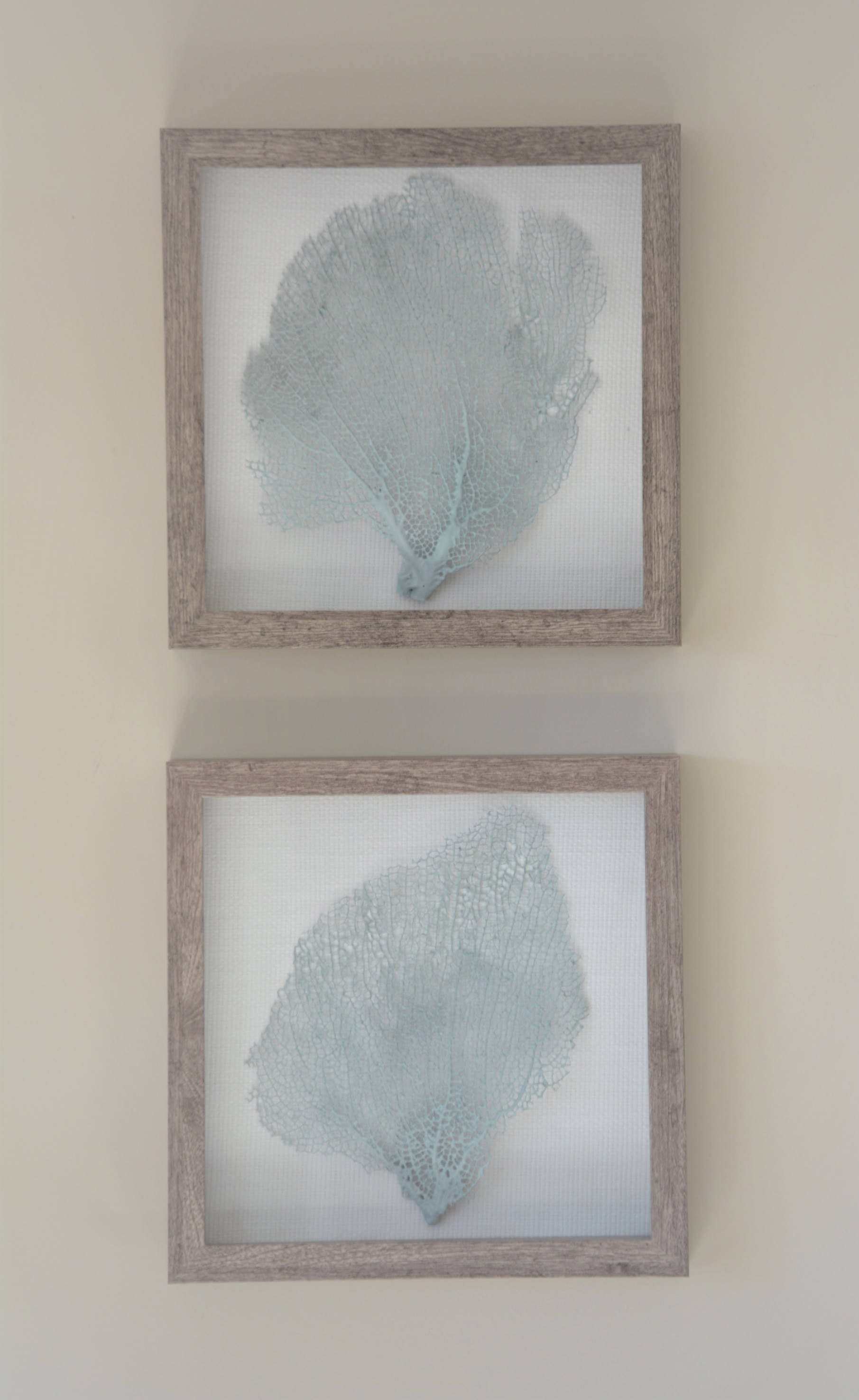 Pair of Framed Sea Fans Seafoam | Etsy