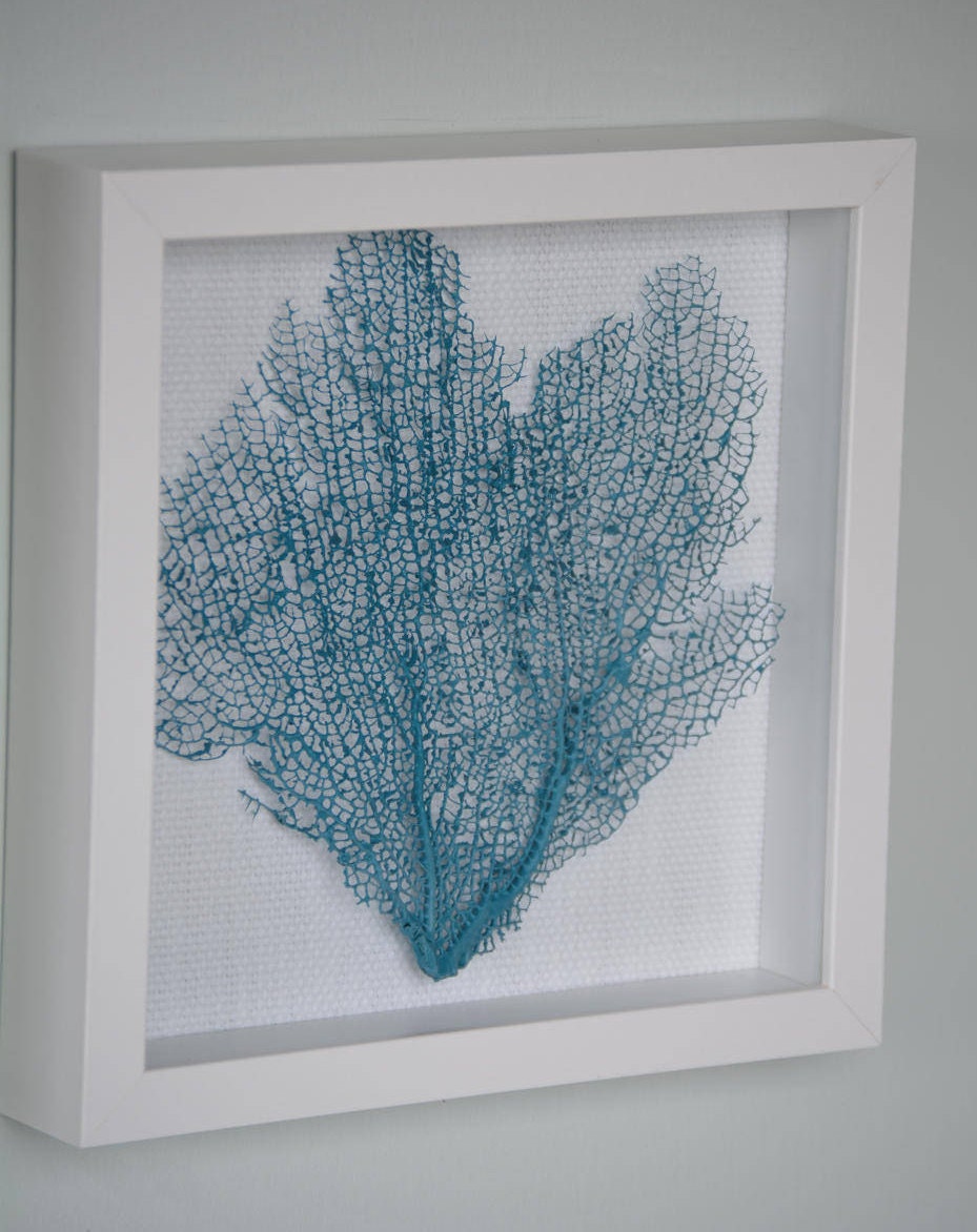 Set of 3 Framed Sea Fans the Sea Glass Collection | Etsy