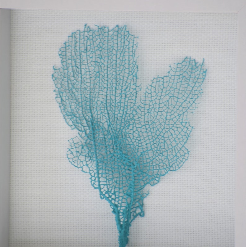 Pair of Framed Sea Fans Aqua | Etsy