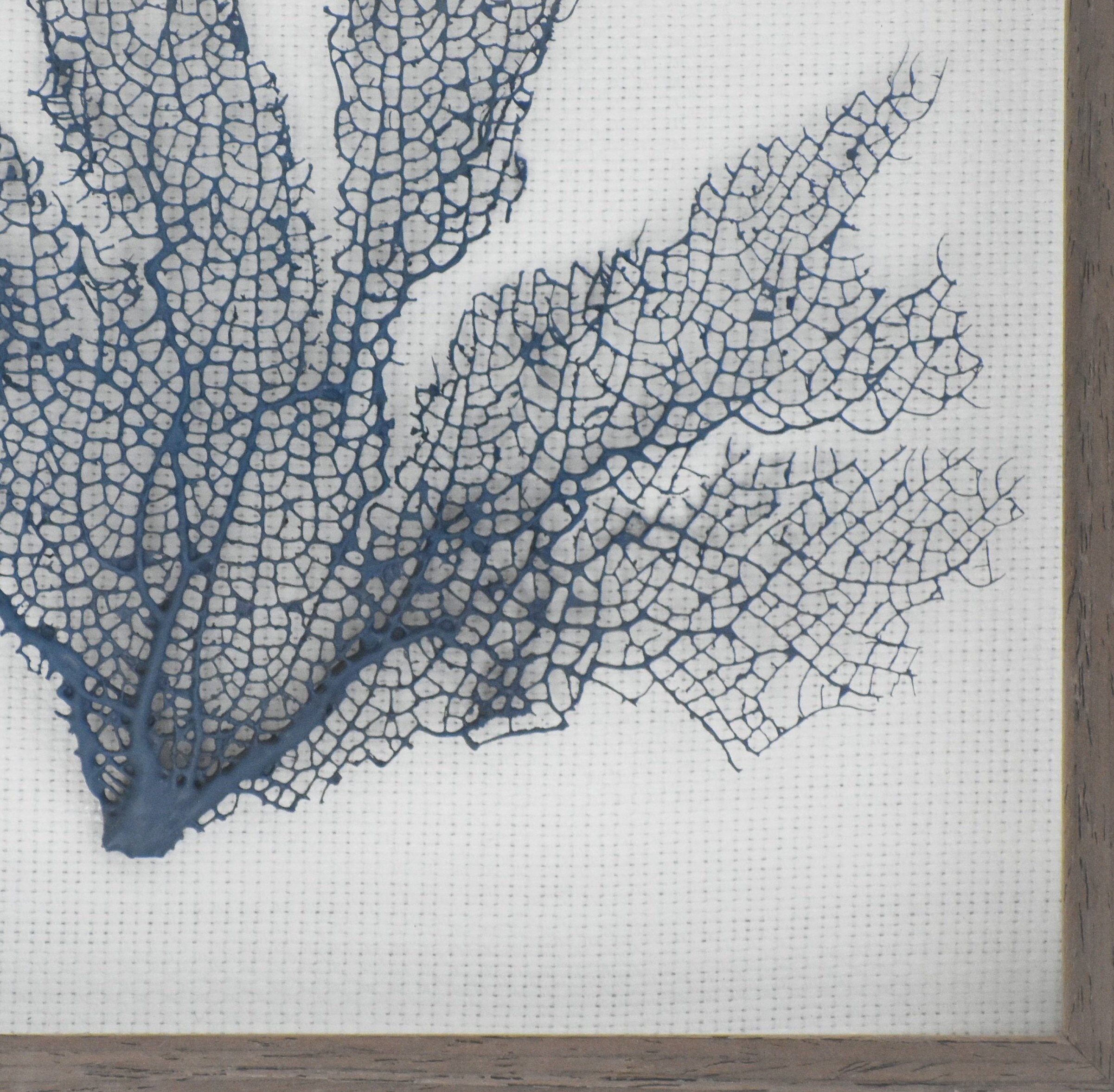 Set of 3 Framed Sea Fans, Coastal Blue - Etsy