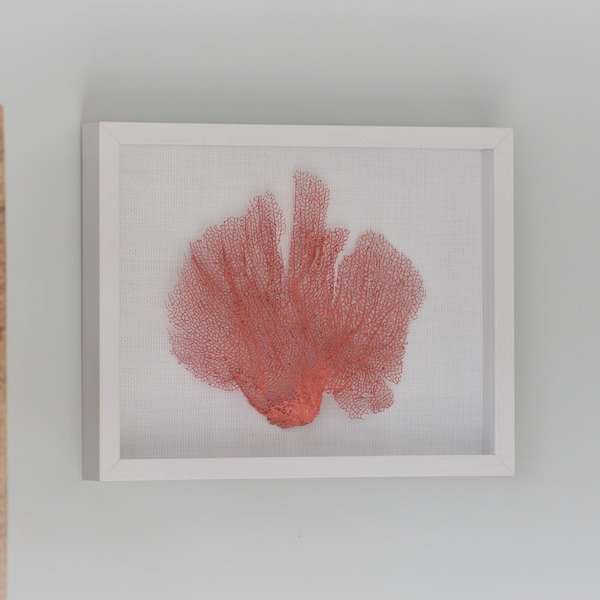 Sea Fan - Etsy