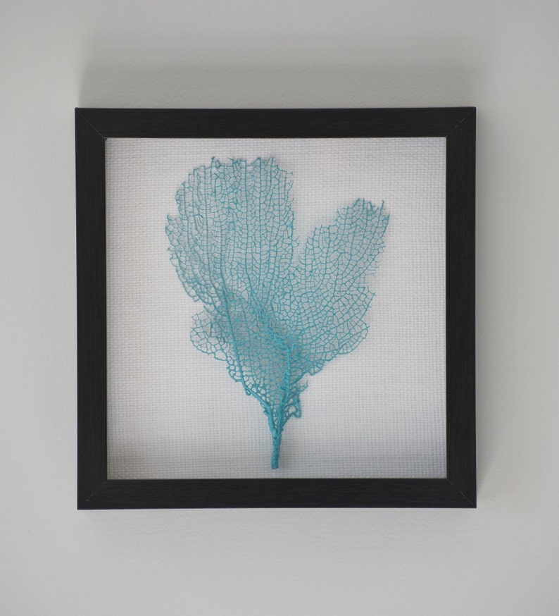 Pair of Framed Sea Fans Aqua | Etsy