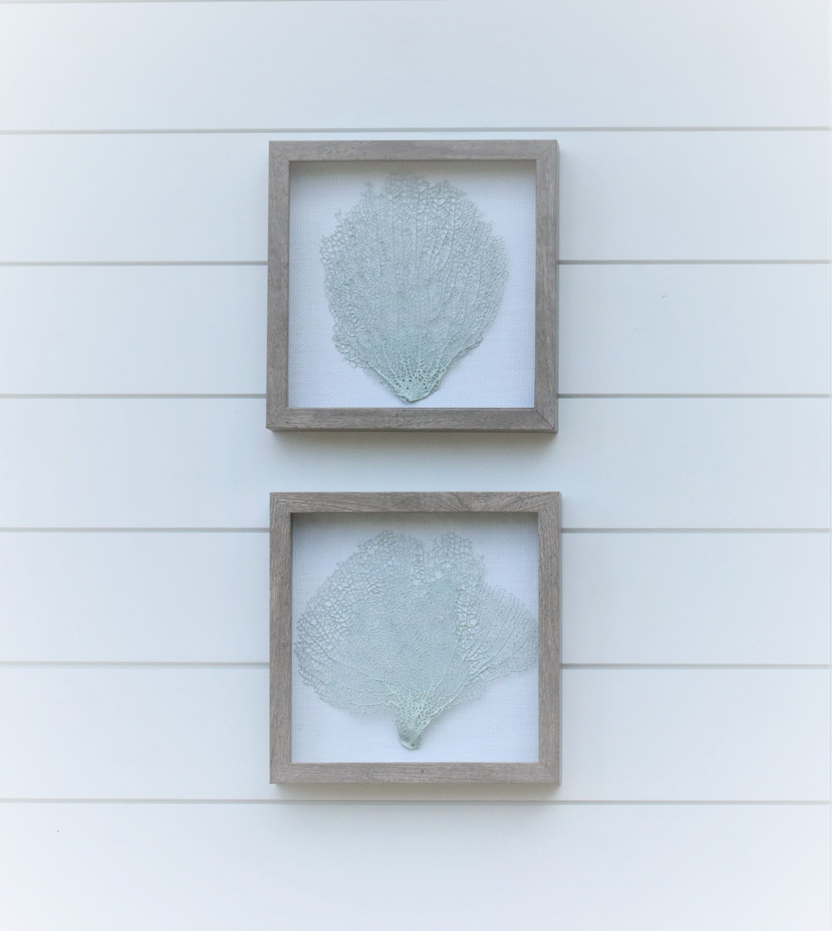 Pair of Framed Sea Fans Seafoam | Etsy