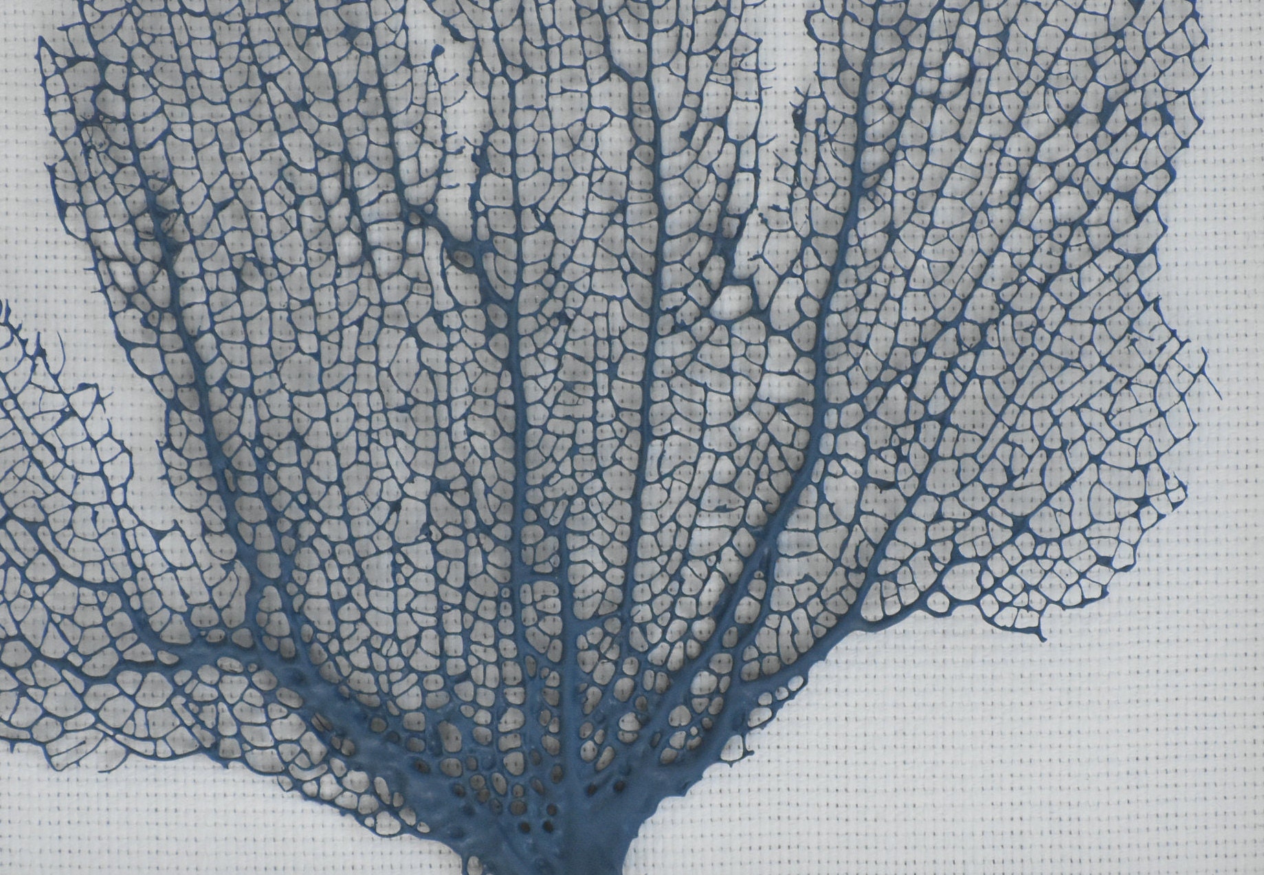 Set of 3 Framed Sea Fans, Coastal Blue - Etsy