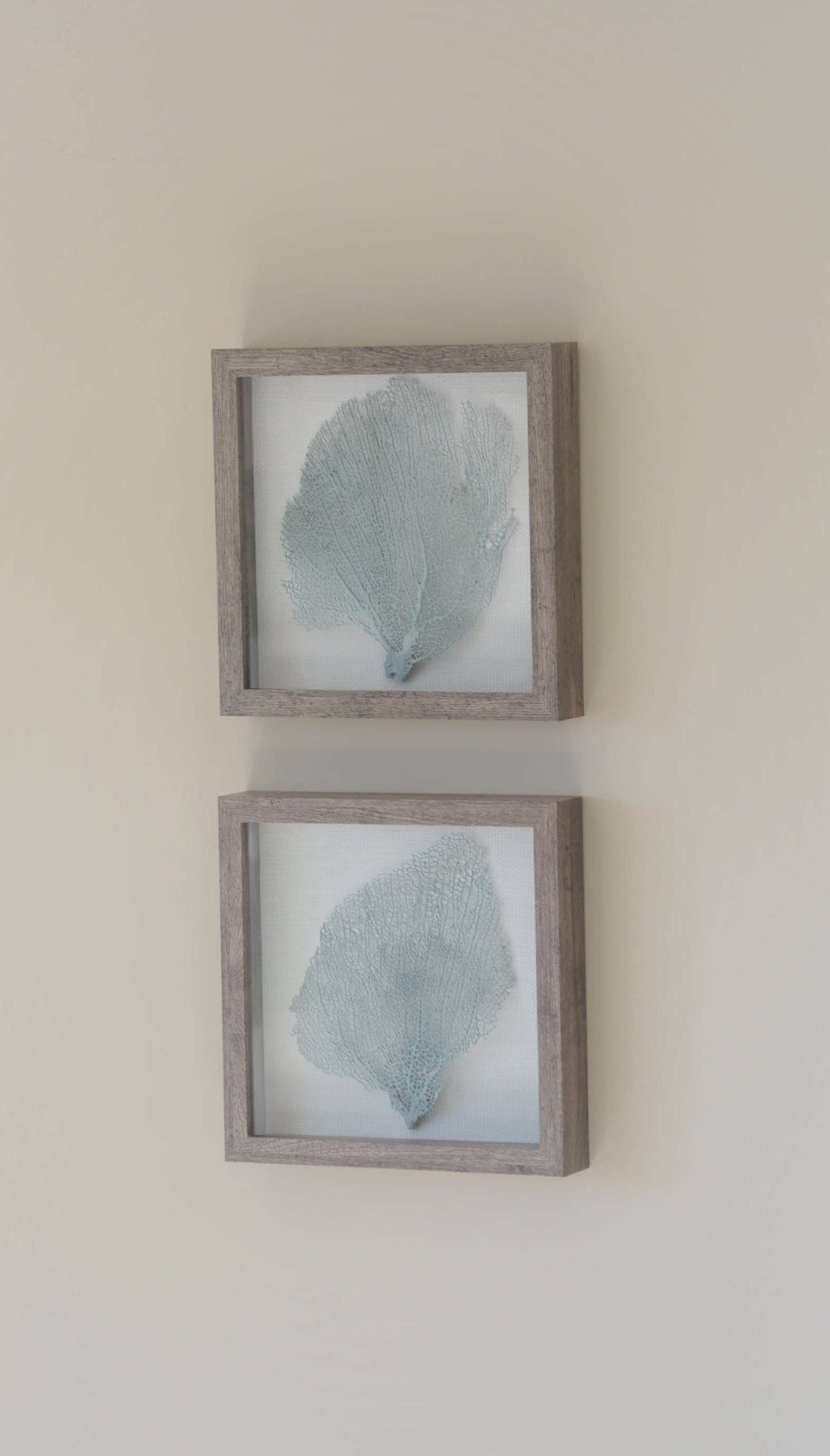Pair of Framed Sea Fans Seafoam | Etsy