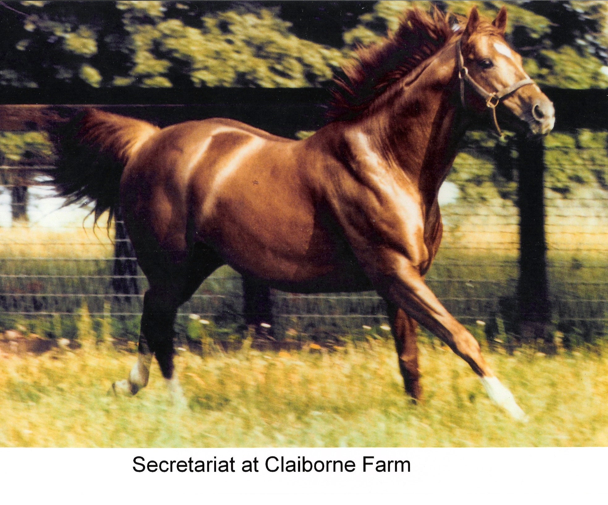SECRETARIAT at Claiborne Farm - 10" X 8" - Etsy