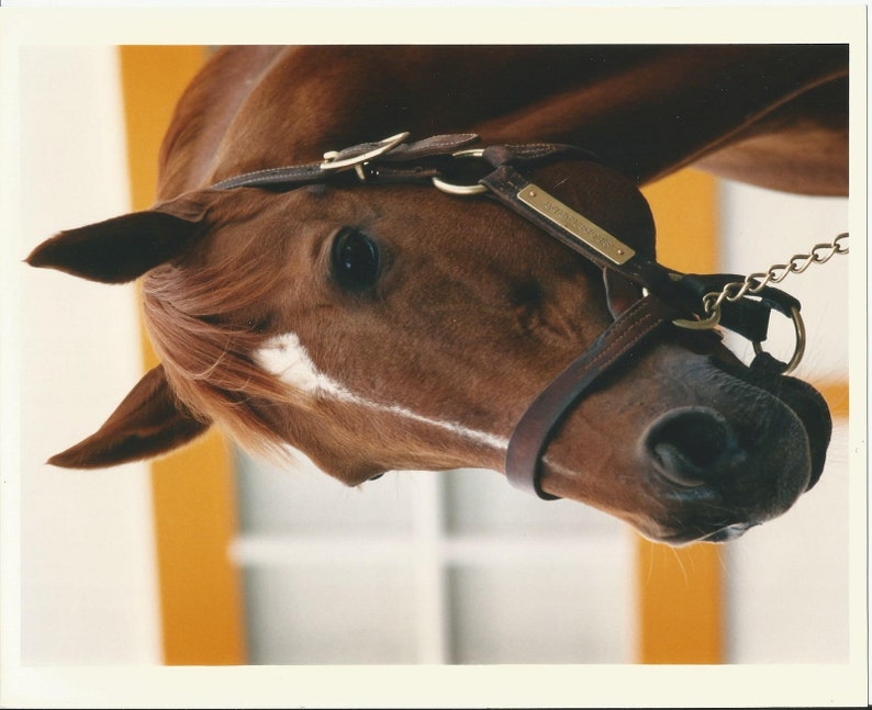 SECRETARIAT - Head & Neck Close up - 8" X 10" - Etsy
