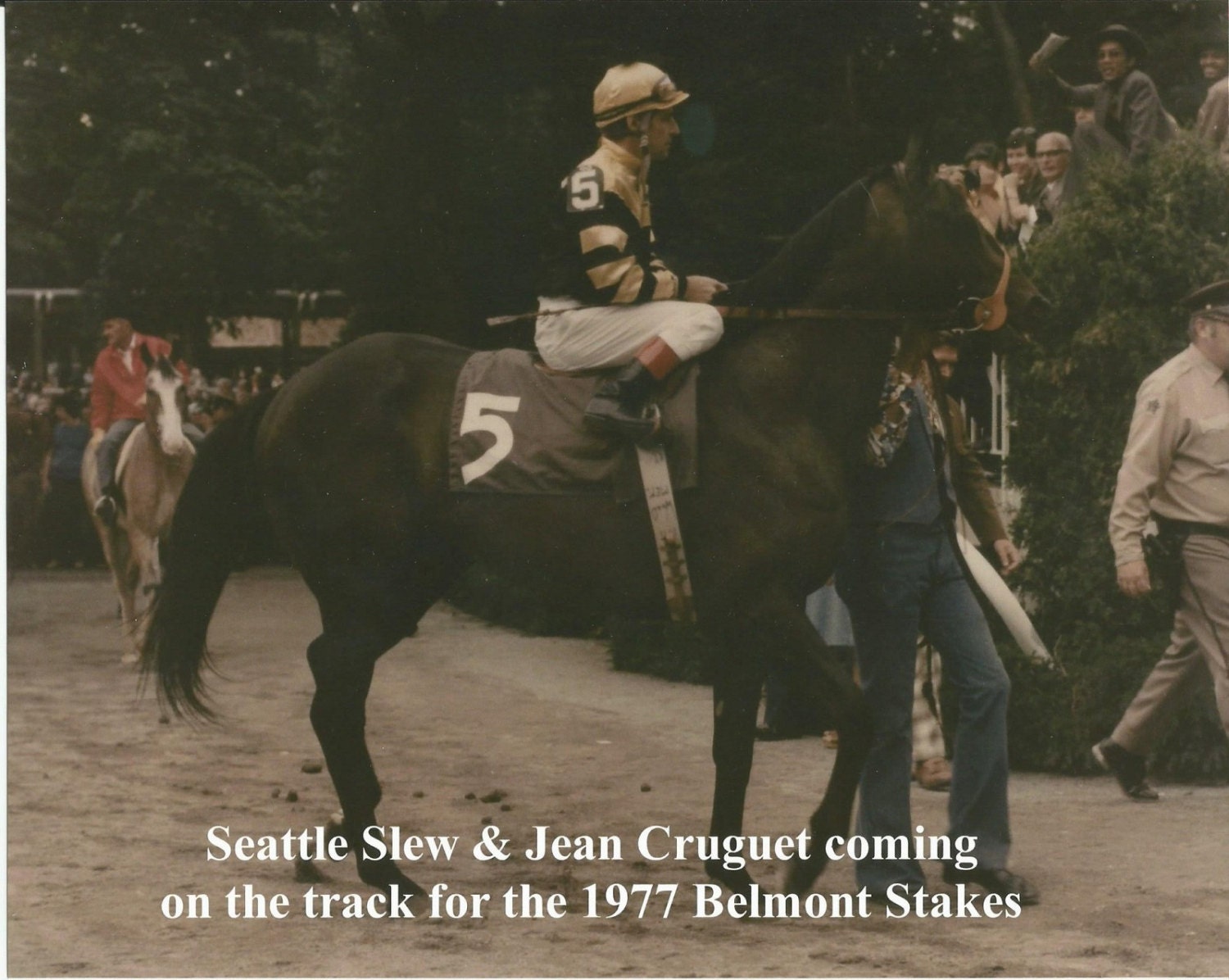 SEATTLE SLEW Coming on the Track for the 1977 Belmont Stakes - Close Up ...