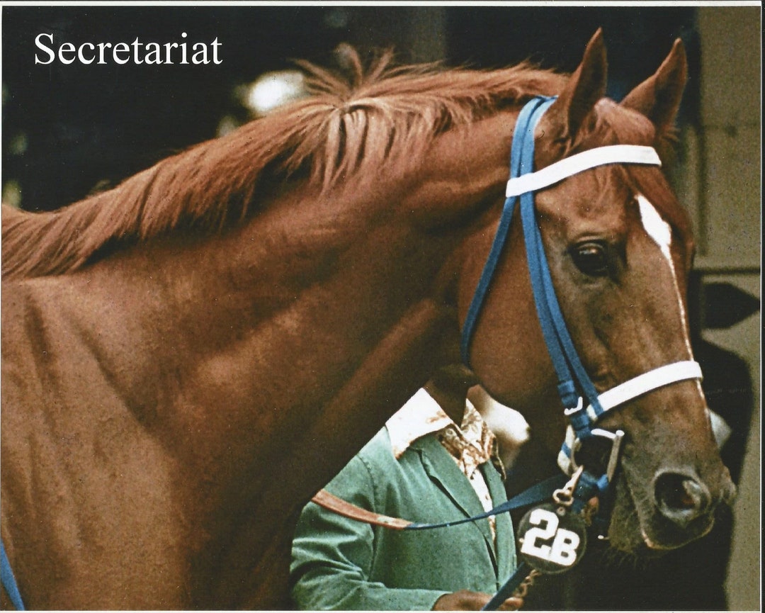 SECRETARIAT - Close up Head & Neck Color Photo - 10" X 8" - Etsy