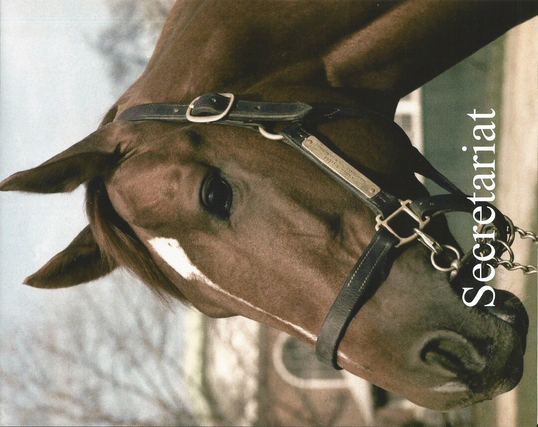 SECRETARIAT - Close up Head Shot - 8" X 10" - Etsy
