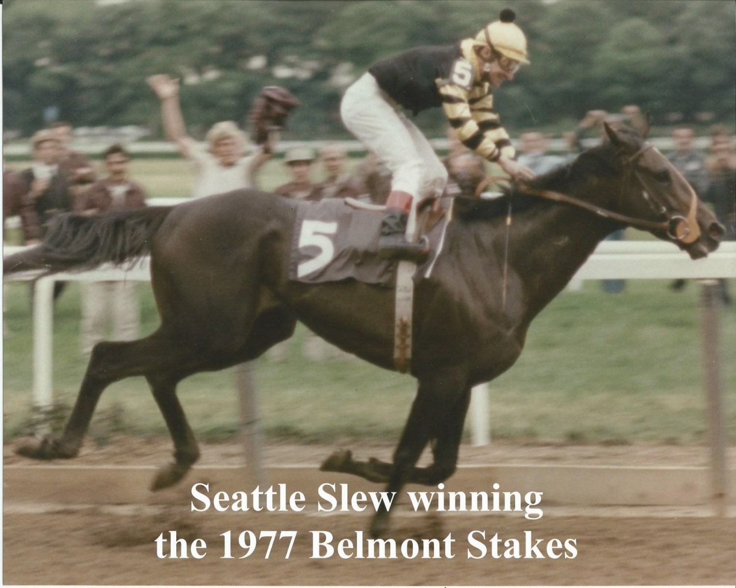 SEATTLE SLEW Winning the 1977 Belmont Stakes - Close Up - Etsy