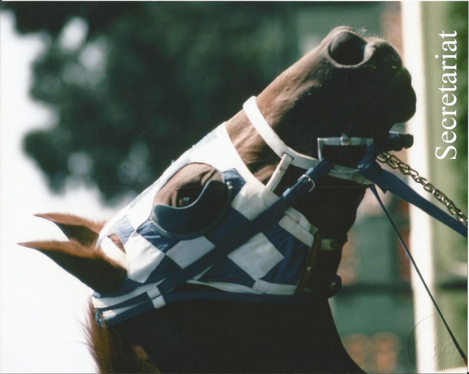 SECRETARIAT - Close up Head Shot With Blue & White Face Cover Photo - 8 ...