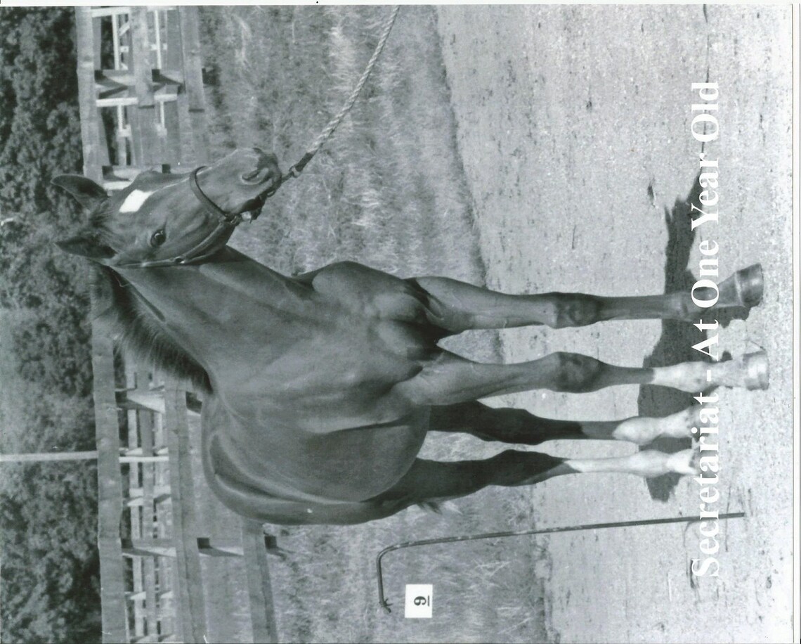 SECRETARIAT at Age One - 8" X 10" - Etsy
