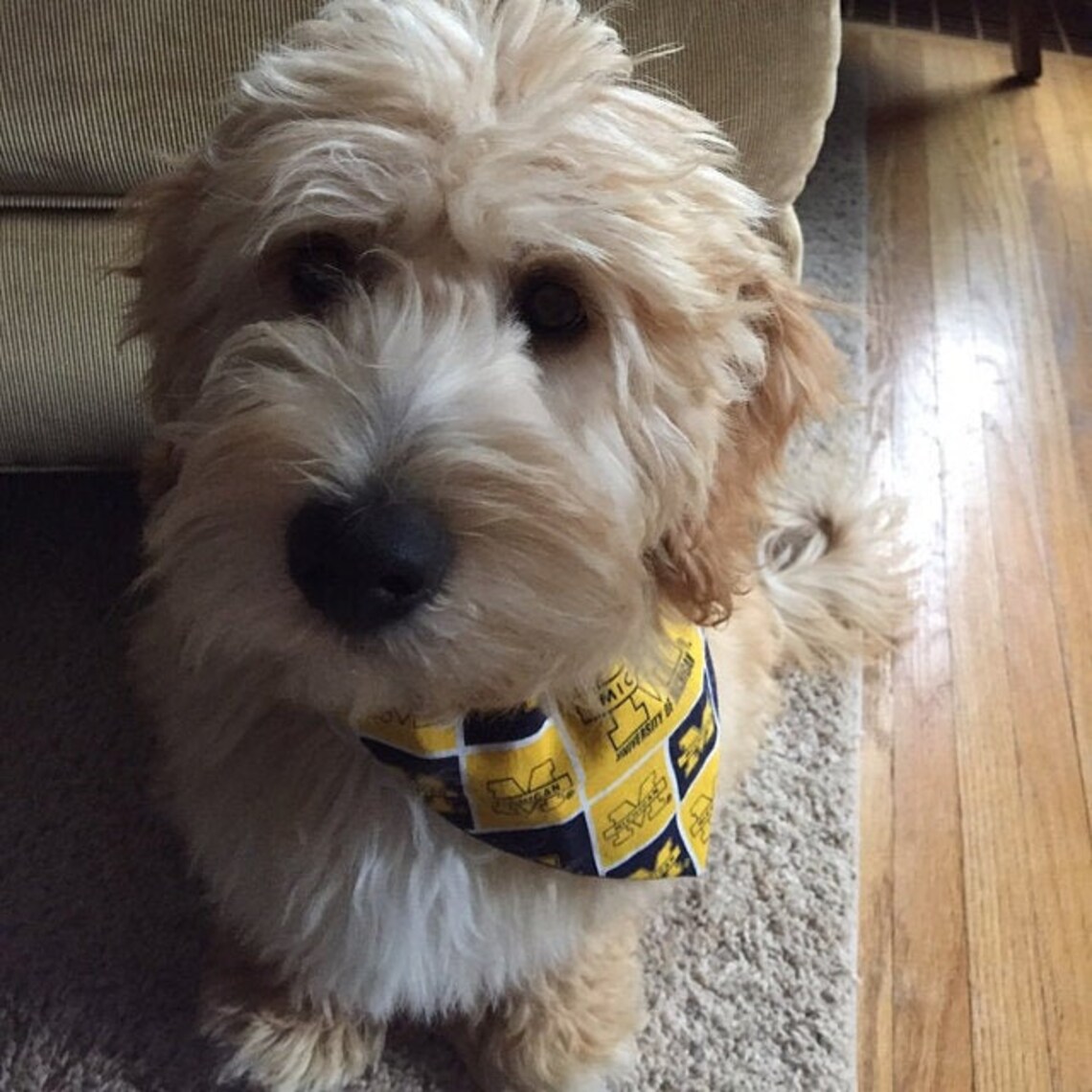 University of Michigan Dog Over Collar Bandana U of M | Etsy