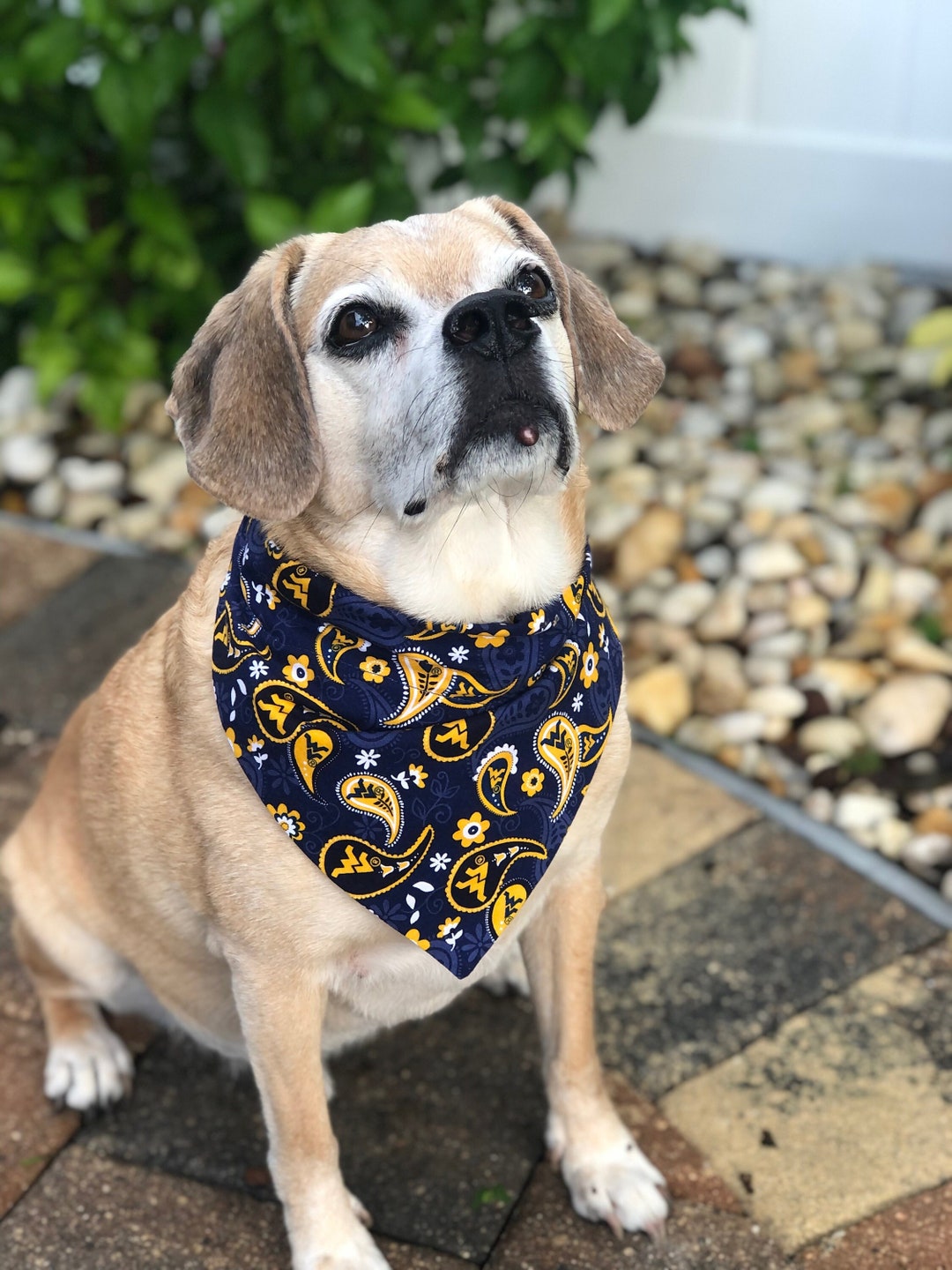 West Virginia University Over Collar Dog Bandana, Mountaineers Pet ...