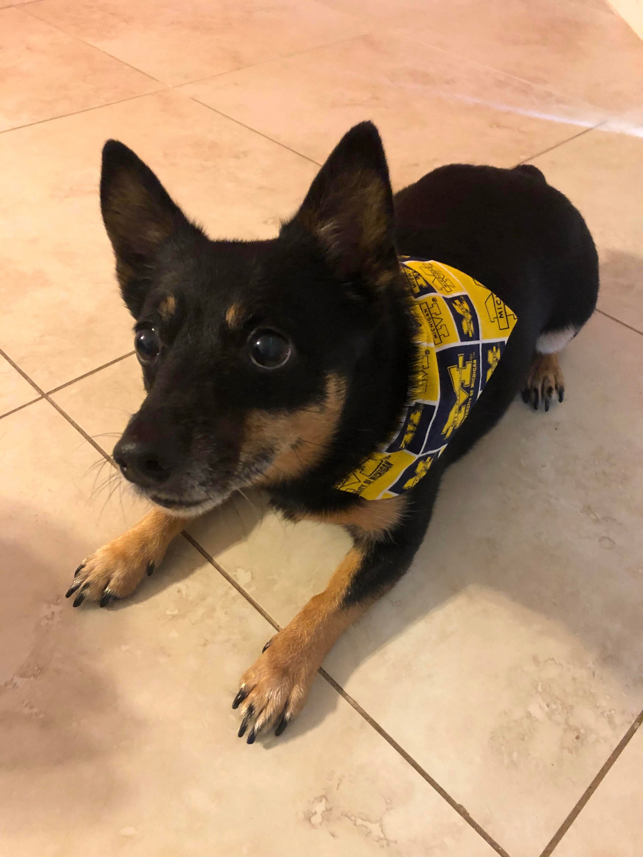 University of Michigan Dog Over Collar Bandana U of M | Etsy