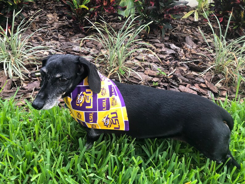 Louisiana State University Fighting Tigers Over Collar Dog - Etsy
