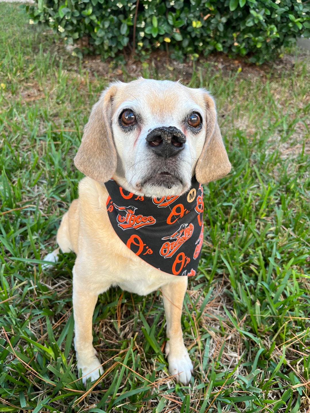 Baltimore Orioles MLB Pet Scarf, Reversible Dog Bandana - Etsy