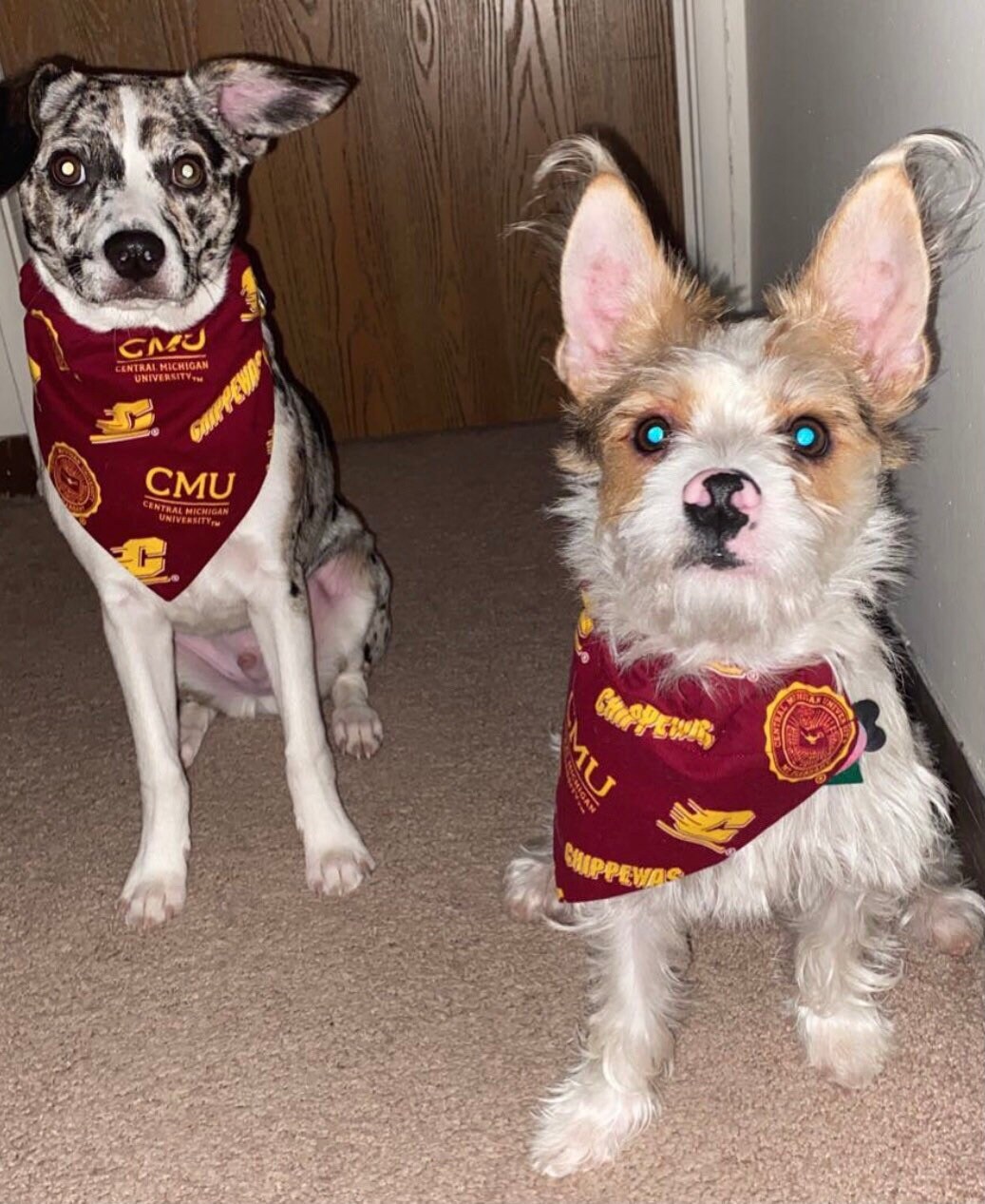 Central Michigan University Over Collar Dog Bandana CMU | Etsy