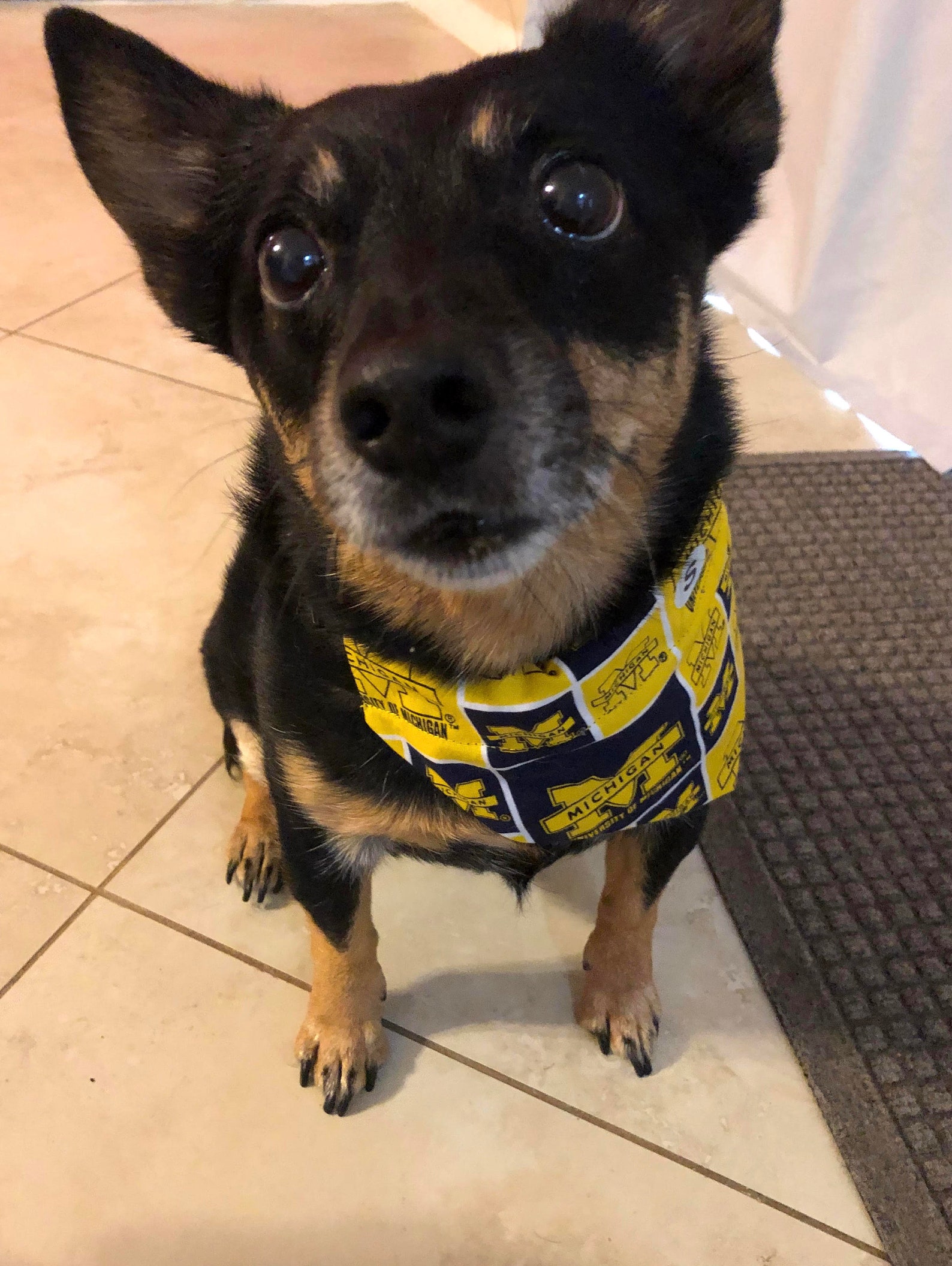 University of Michigan Dog Over Collar Bandana U of M - Etsy