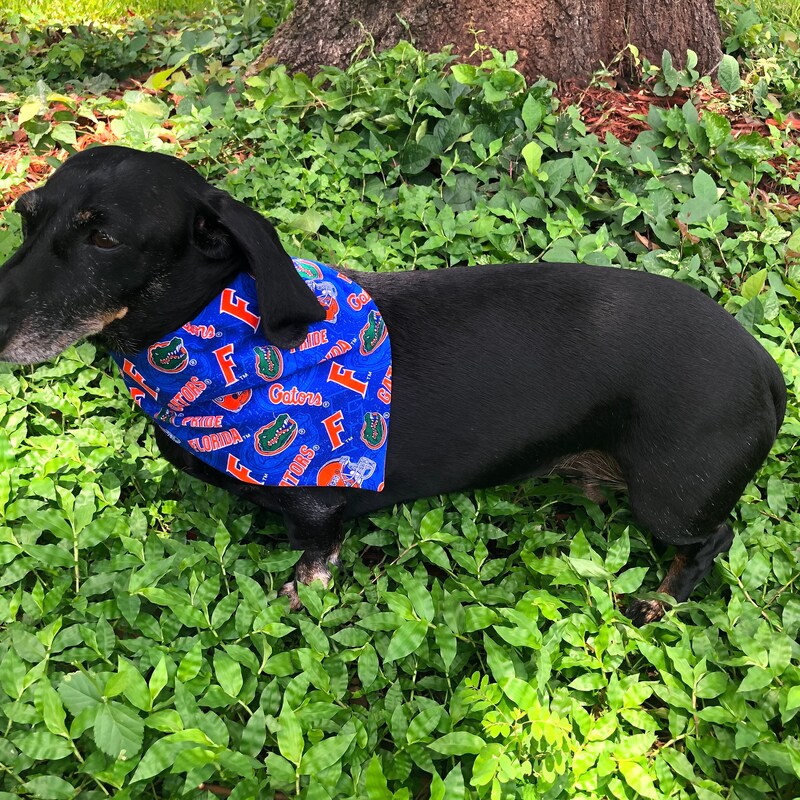 Florida Gator Dog - Etsy