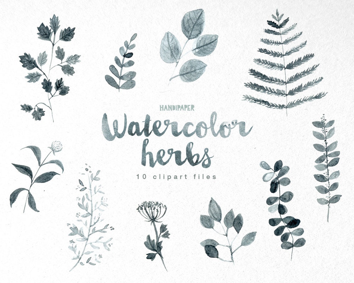 Watercolor Herbal Plants Clipart Graphic PNG Hand Painted - Etsy