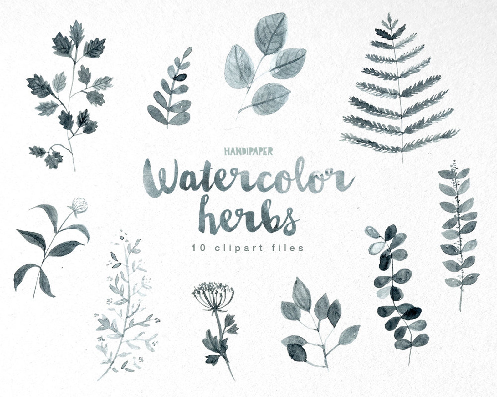 Watercolor Herbal Plants Clipart Graphic PNG Hand Painted - Etsy