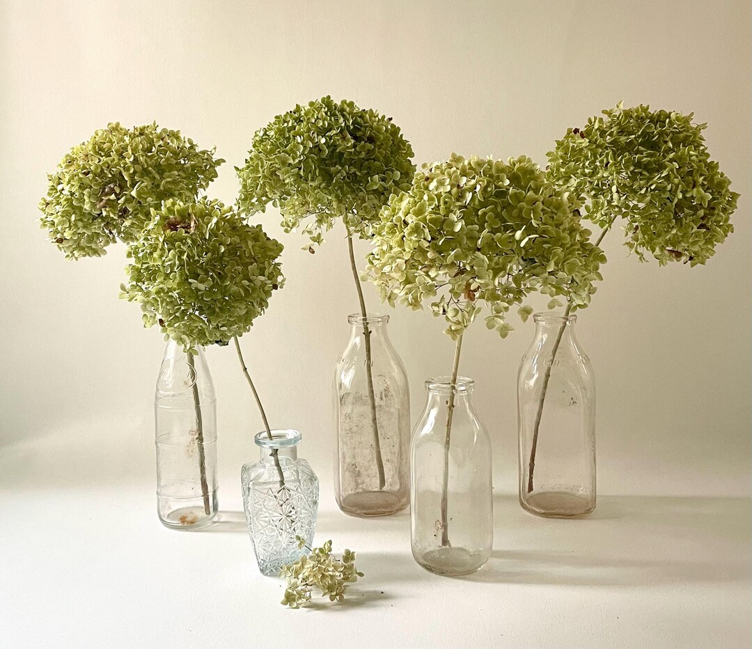 Green Dried Hydrangeas / 5 Stems - Etsy