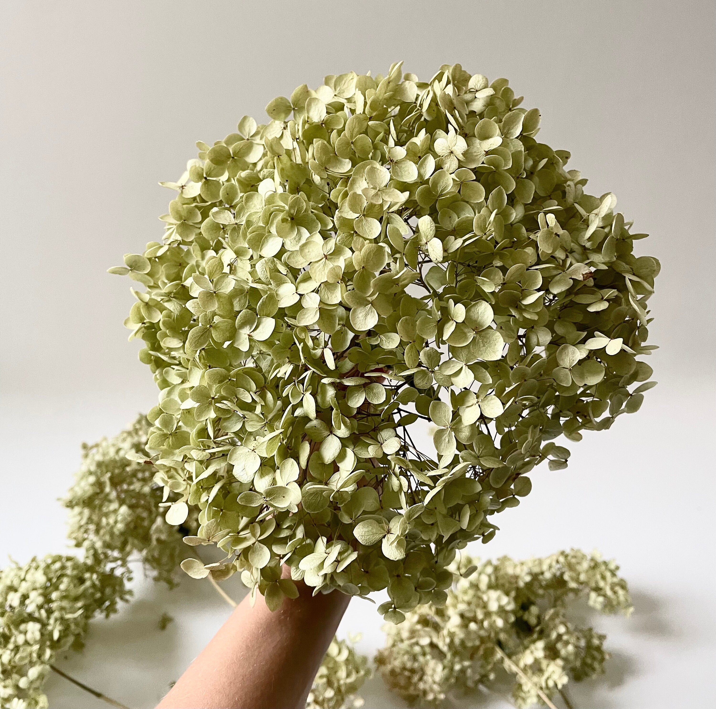 Green Dried Hydrangeas / 5 Stems - Etsy