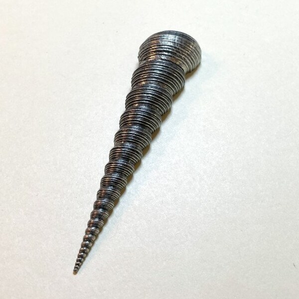 Seashell Brooch - Etsy