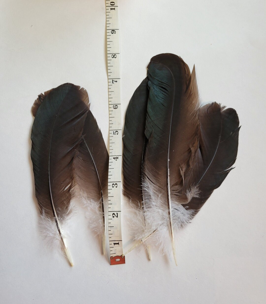 Large Black Feathers | Craft Feathers - Etsy