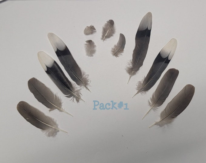 Mourning Dove Feathers, Authentic, Real, Decorations, Embellishments - Etsy