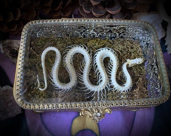 Skeleton Terrarium - Etsy