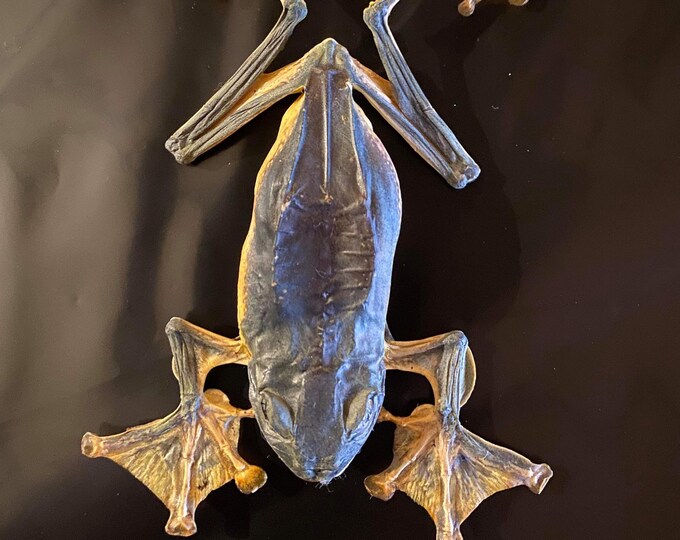 Taxidermy Frog - Etsy