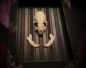 Animal Skull Shadow Box - Etsy