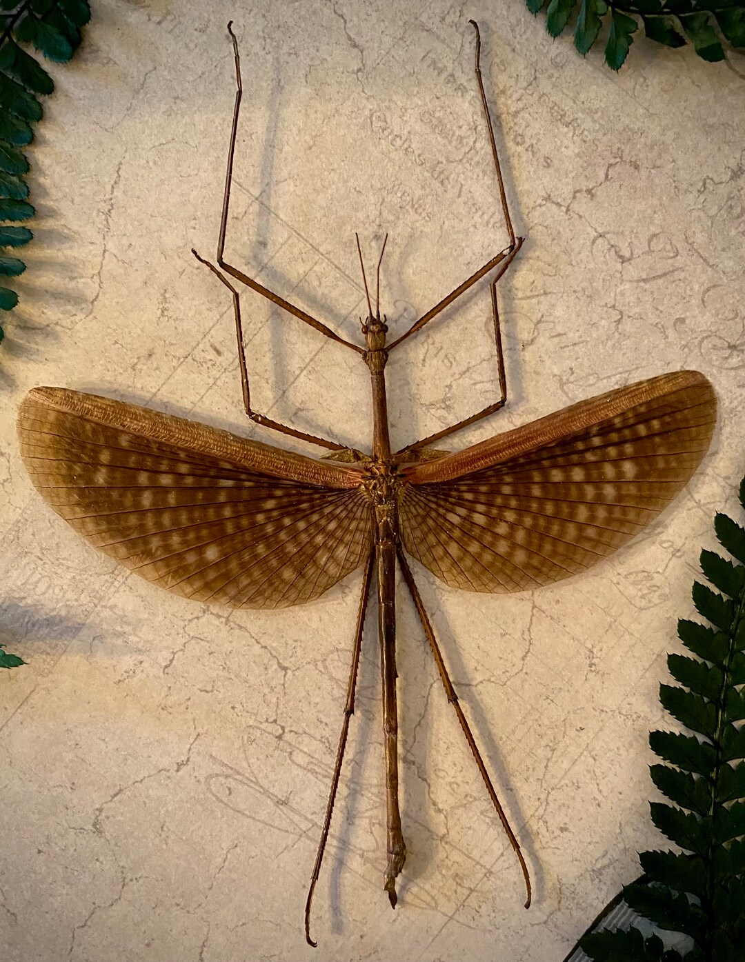 Royal Giant Stick Bug - Etsy