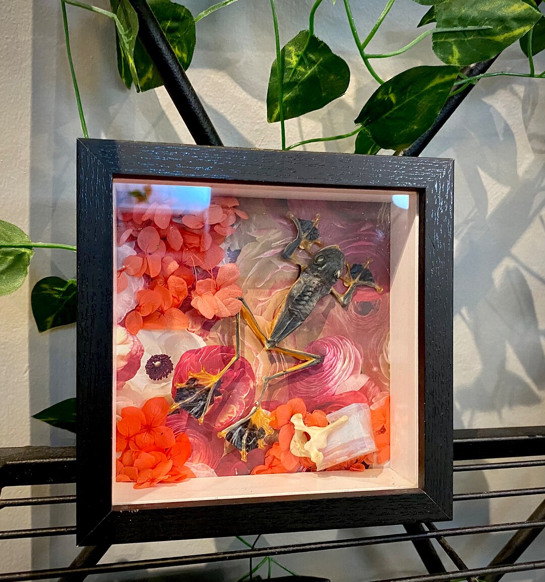 Taxidermy Frog Shadowbox - Etsy