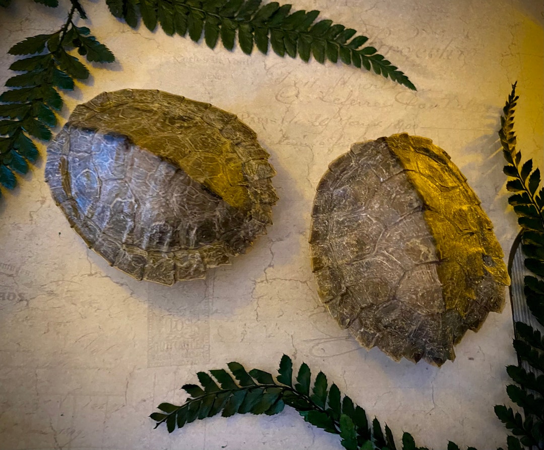Small Turtle Shell - Etsy