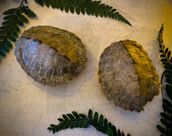 MAP Turtle Shells 3 1/2 5 1/2 Inch CHOOSE Your QUANTITY TU10 - Etsy