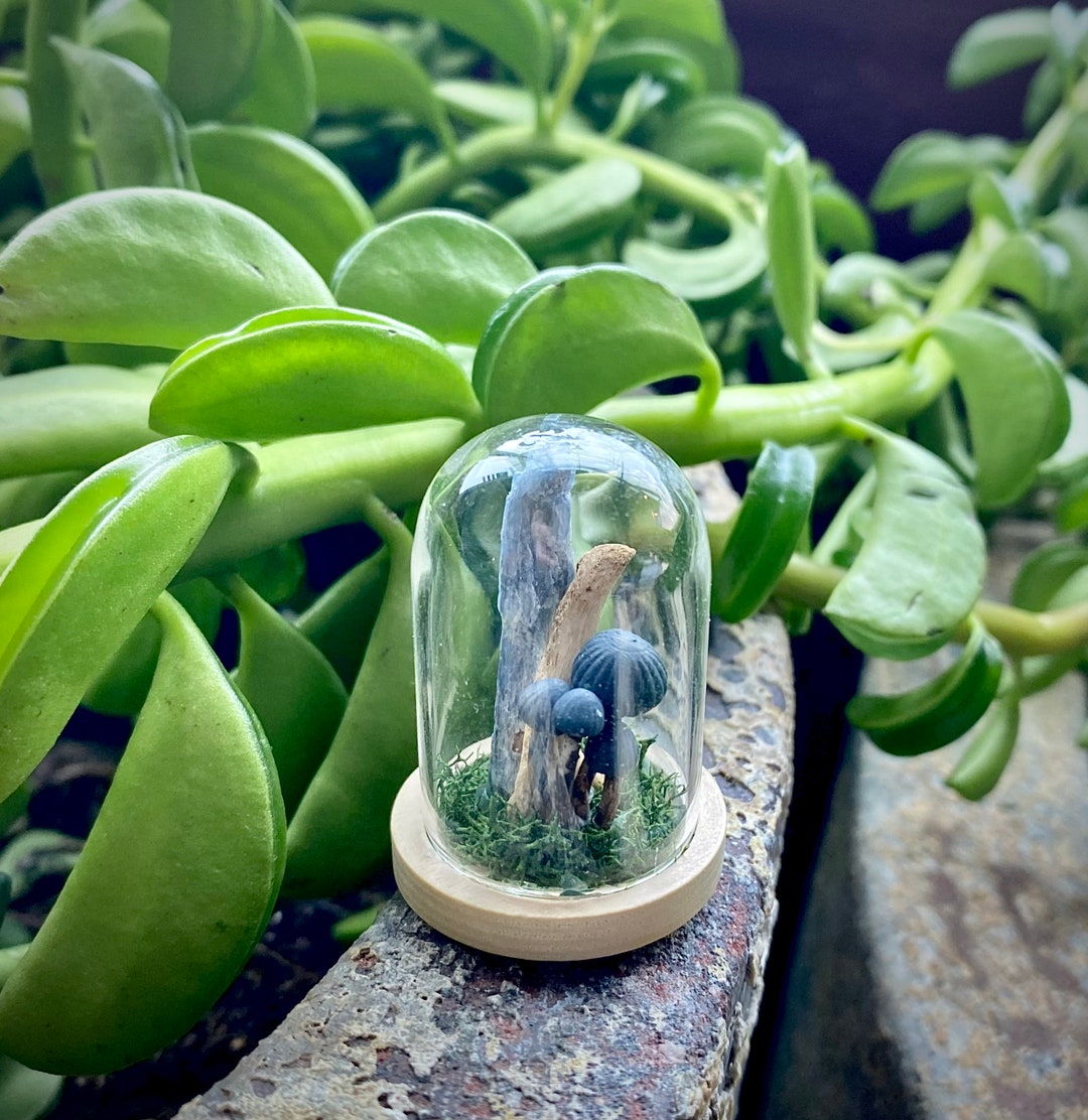 Mini Oddities Jar - Etsy