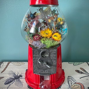 Real Insect Gumball Machine - Etsy