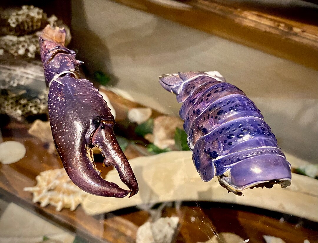 Purple Crawfish Claw and Tail - Etsy