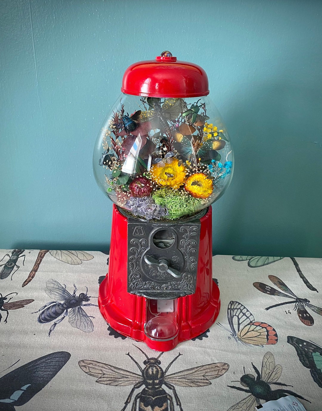 Real Insect Gumball Machine - Etsy